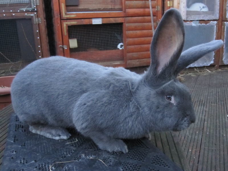 Rassekaninchenzucht, Dt. Riesen blau, dt. Riesenschecken blau-weiss von ...