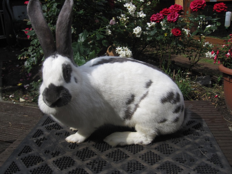 Rassekaninchenzucht, Dt. Riesen blau, dt. Riesenschecken blau-weissvon ...